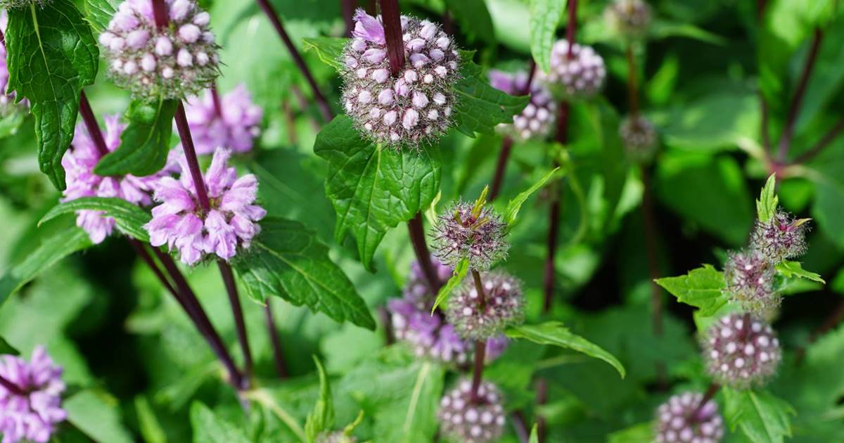 Descubre los Usos y Propiedades del Poleo: Beneficios y Preparaciones