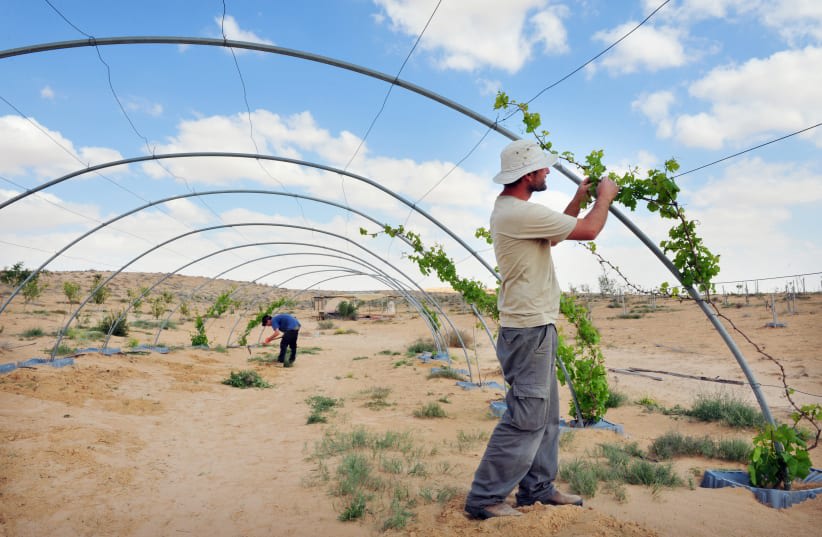 ¿El hambre mundial puede acabarse con la innovación israelí? - opinión