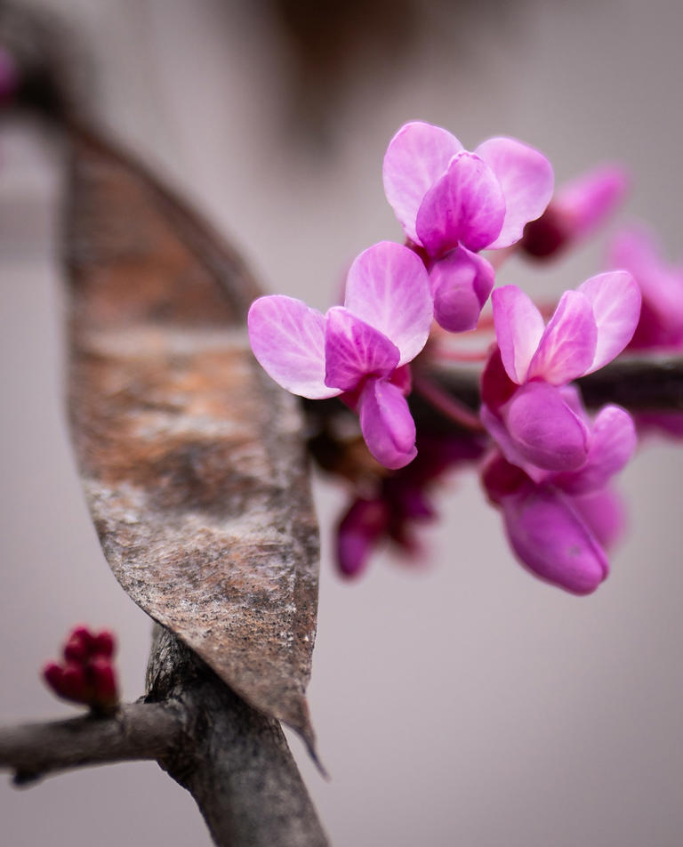 It's the first day of spring! Get free ice cream at Dairy Queen, more ...