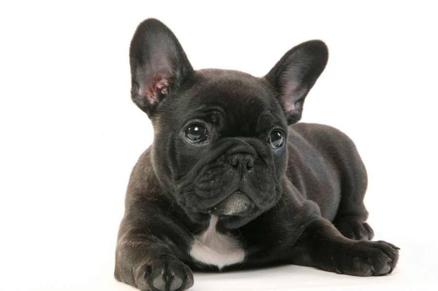 AKC: Frenchie remains Chicago’s top dog breed, top 5 released