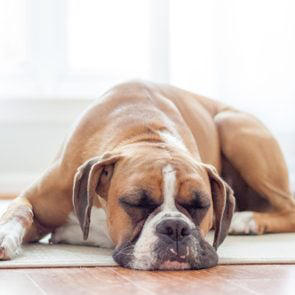 Dog Anxiety: 7 Reasons Your Dog May Be Stressed—and What to Do About It