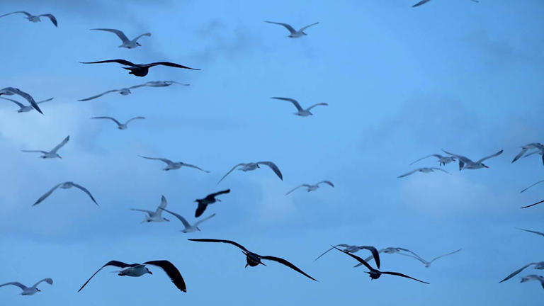 What to Know About the Avian Flu Outbreak in Wild Birds -- And What It ...