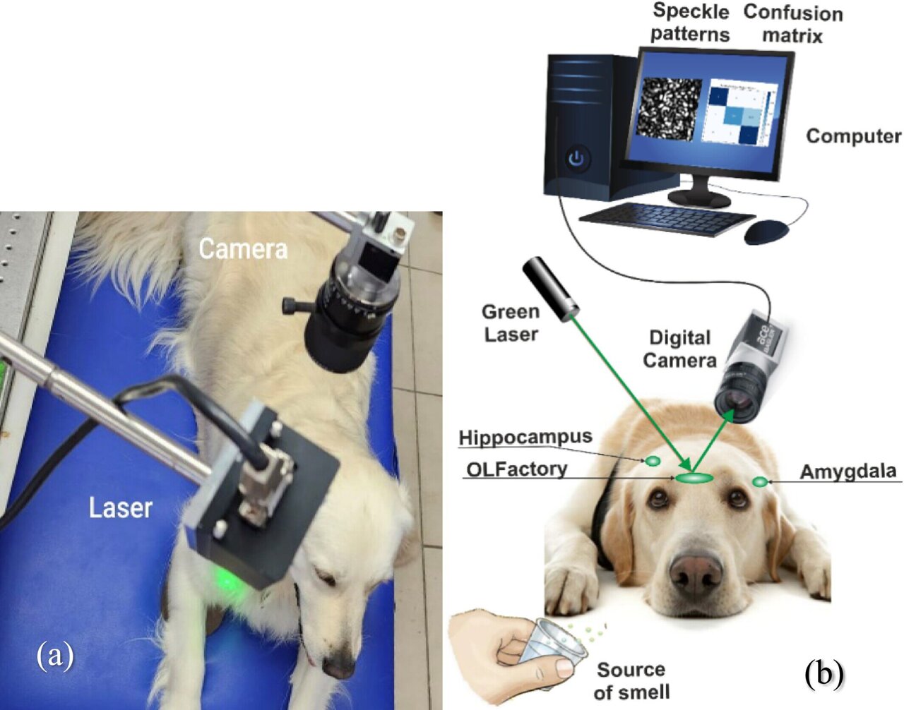 Dogs' noses decoded: Optical sensor unveils canine brain's olfactory ...
