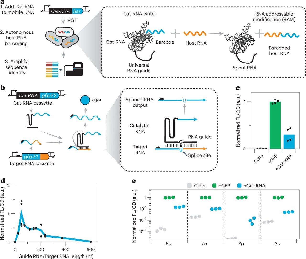 Universal RNA barcoding system for tracking gene transfer in bacteria ...