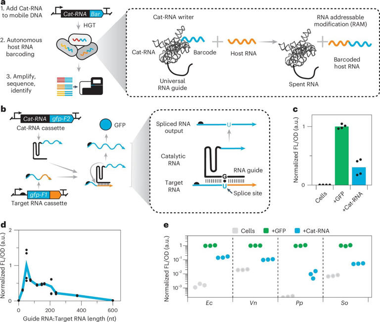 Universal RNA barcoding system for tracking gene transfer in bacteria ...