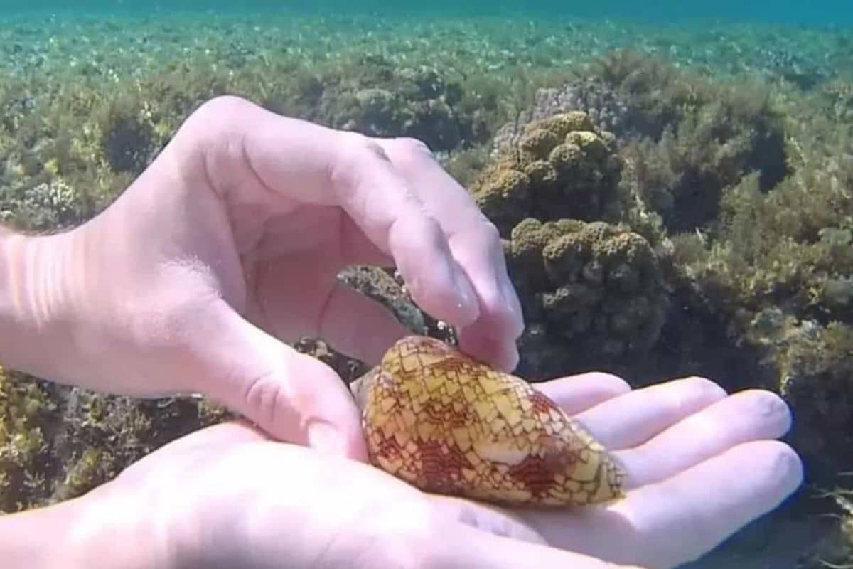 He Thought It Was Just a Pretty Shell—Until He Realized It Could Kill Him!