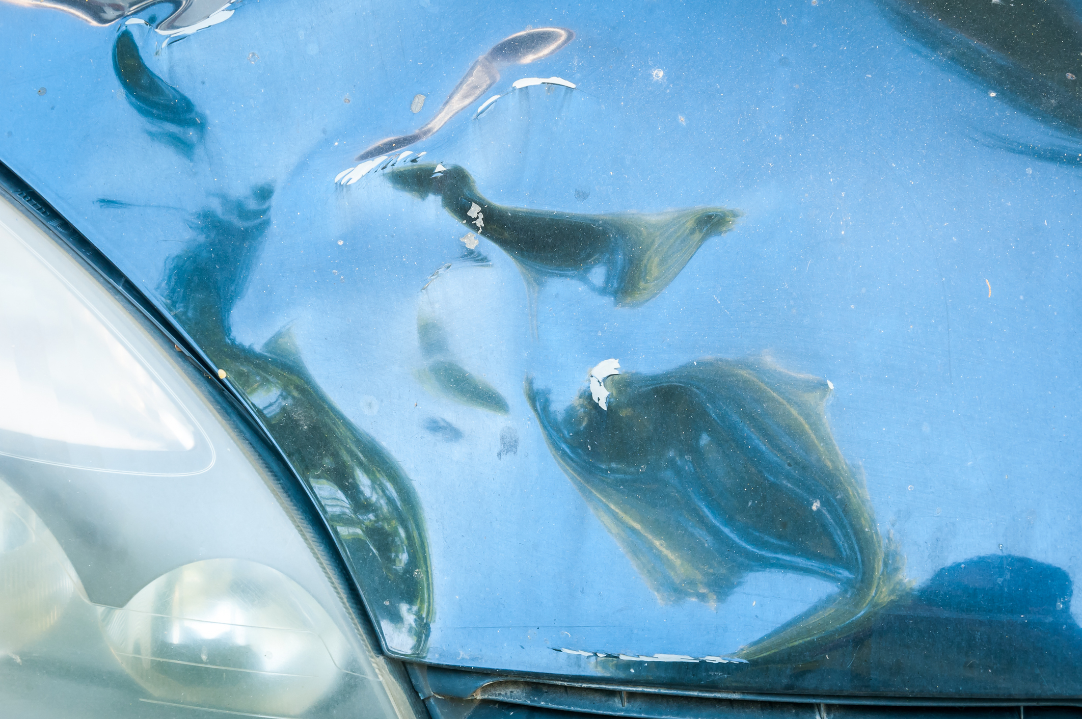 Cat Falls From Balcony Onto Car Hood, Owners Leave Heartbreaking Note