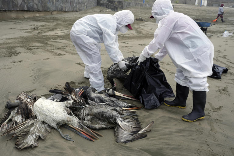 What to know about the bird flu outbreak in wild birds and what it ...