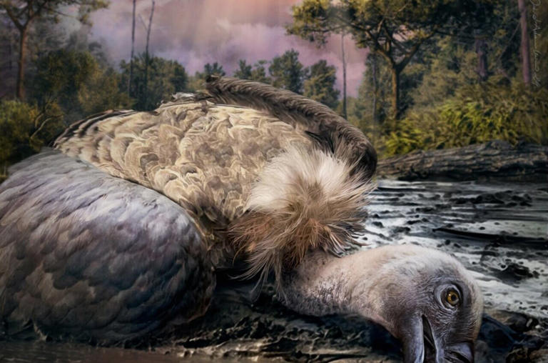 Vulture fossil discovery reveals how volcanic deposits can preserve the ...