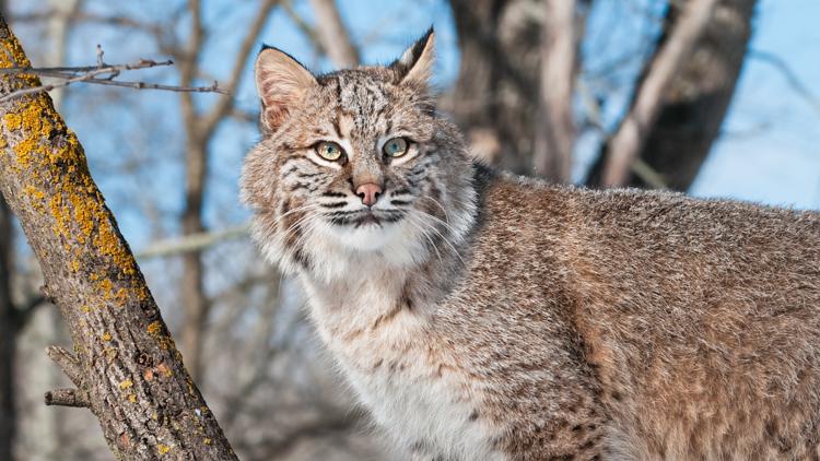 Indiana will allow hunters to trap and snare bobcats in 40 counties