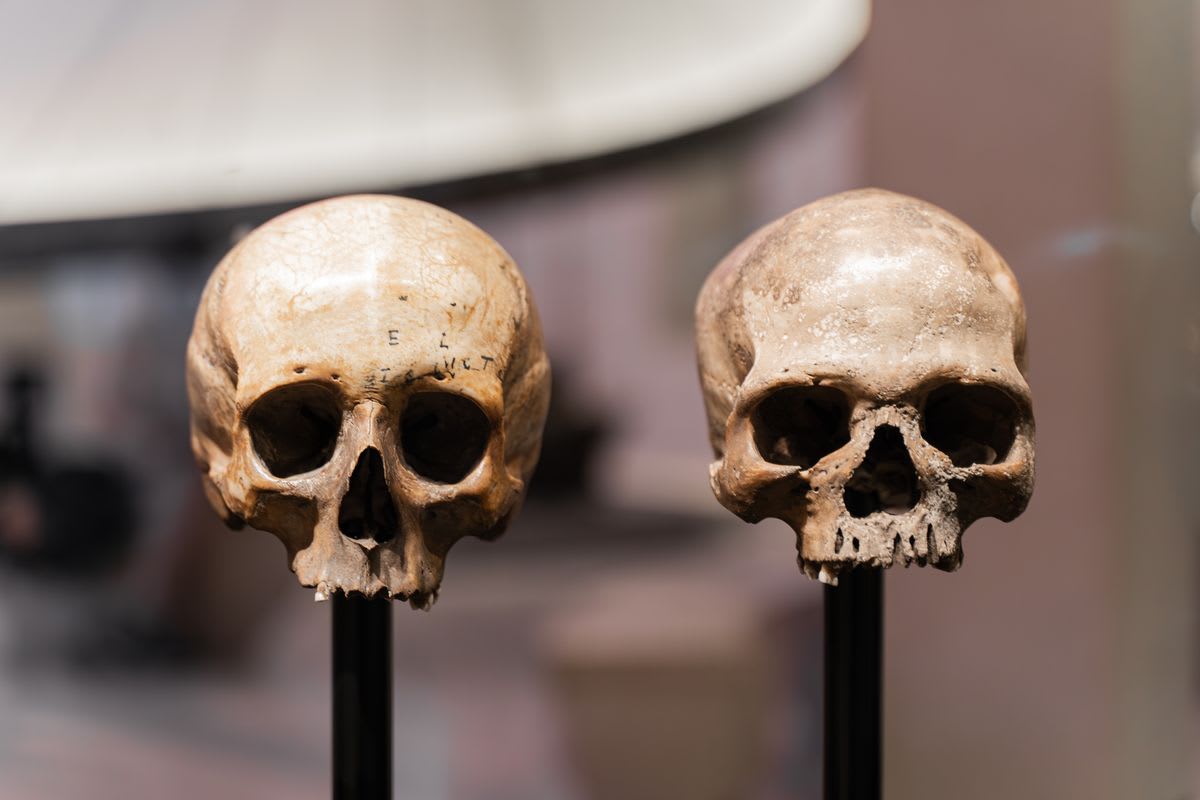 Humans Descended From At Least Two Ancestral Populations That Split ...