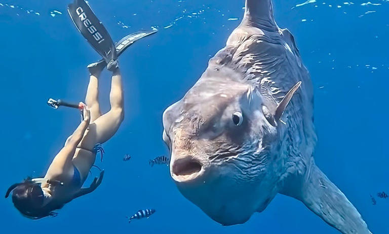 Mesmerizing footage shows Cabo San Lucas freediver swimming with giant ...
