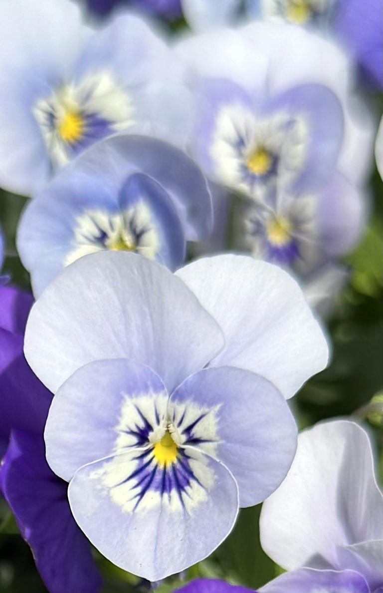 Spring in bloom: Today is first day of spring; when is Easter? Here's ...