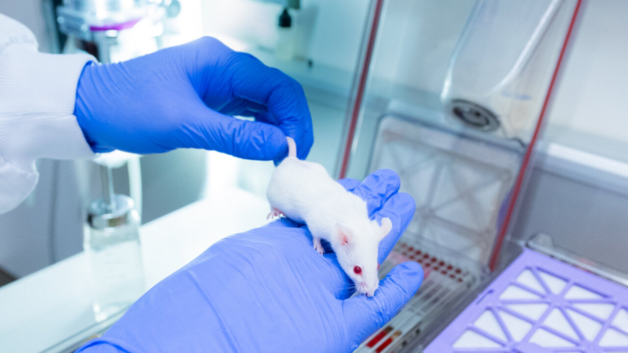 'Flycode' system allows simultaneous analysis of 25 antibodies in mice ...