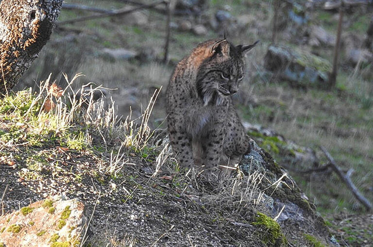 Conservation efforts are bringing species back from the brink, even as overall biodiversity falls