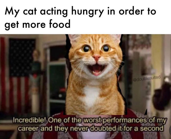 45 Hissterically Funny Cat Memes That’ll Leave You Feline Fine (March ...