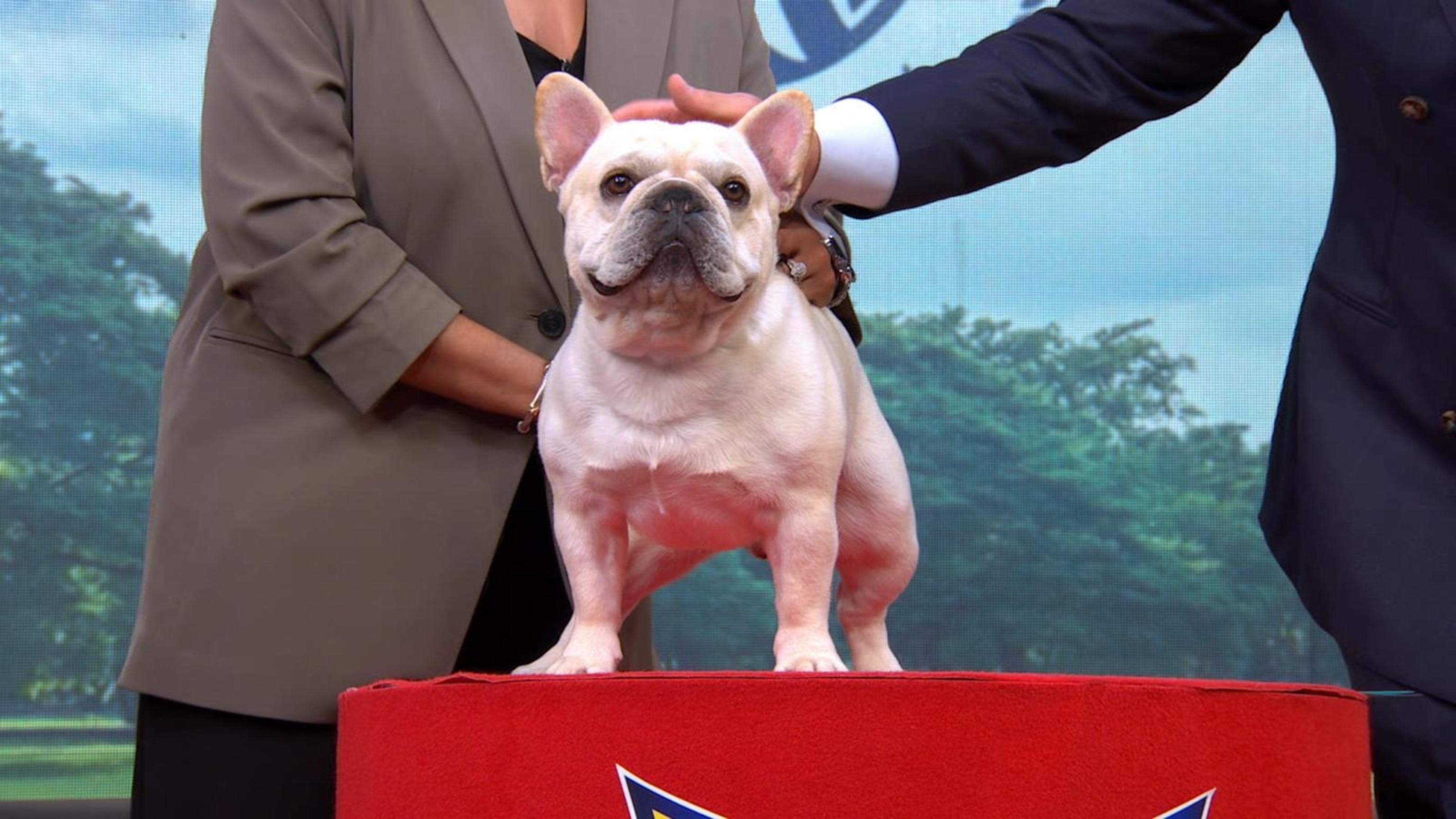 American Kennel Club reveals most popular dog breeds of 2025