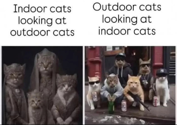 45 Hissterically Funny Cat Memes That’ll Leave You Feline Fine (March ...
