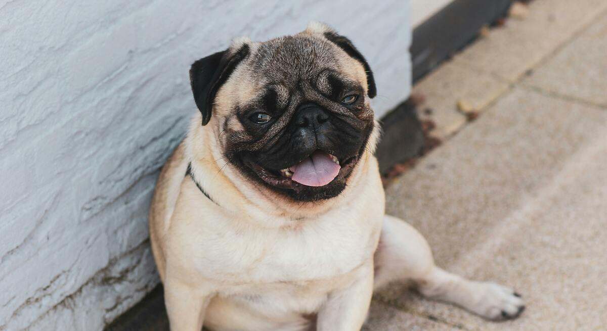 Qué significa que mi perro muerda suave la mano o el brazo