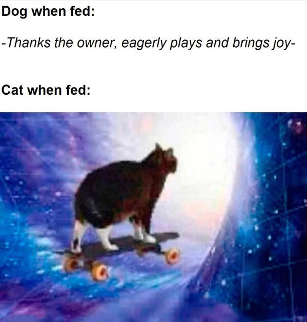 45 Hissterically Funny Cat Memes That’ll Leave You Feline Fine (March ...