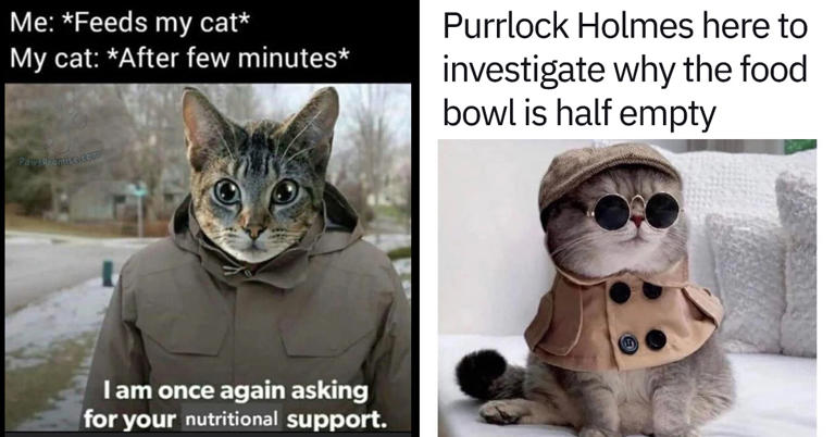 45 Hissterically Funny Cat Memes That’ll Leave You Feline Fine (March ...