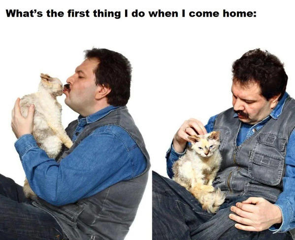 45 Hissterically Funny Cat Memes That’ll Leave You Feline Fine (March ...