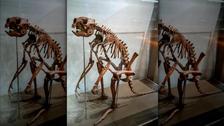 The Giant Kangaroo's Extinction Is More Depressing Than We Thought