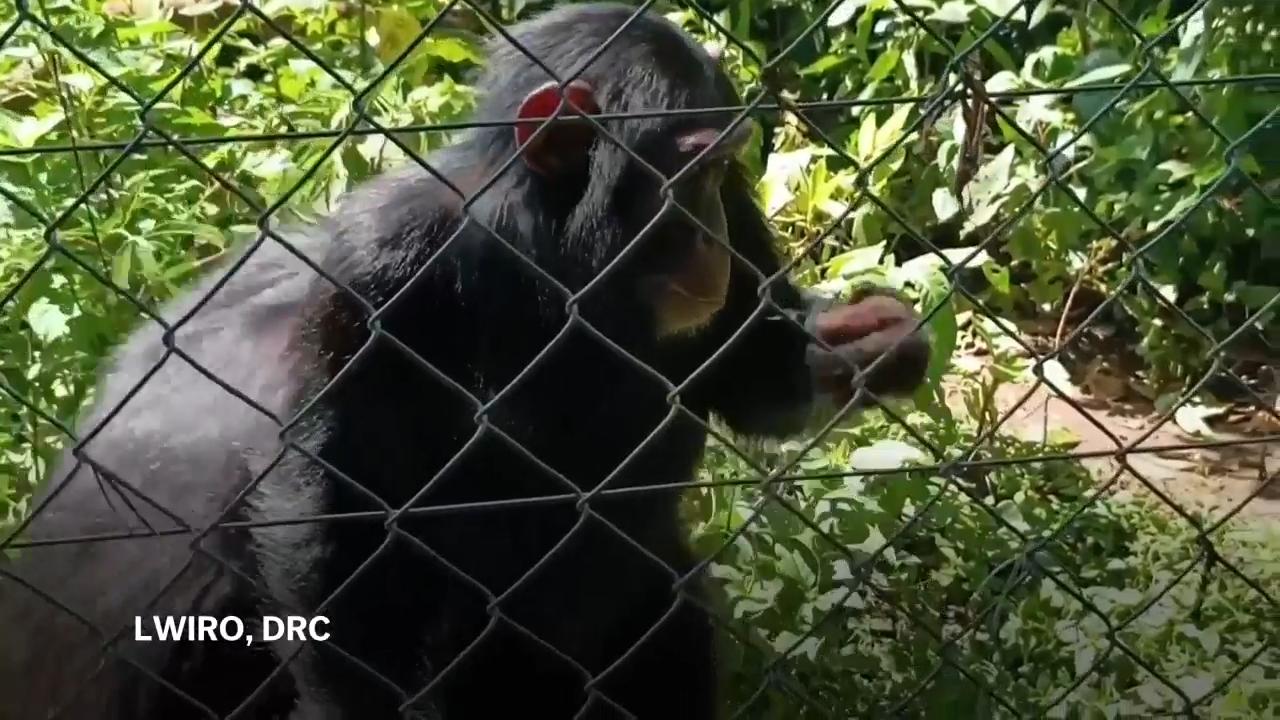 Congo chimp sanctuary struggles to feed primates after M23 takeover