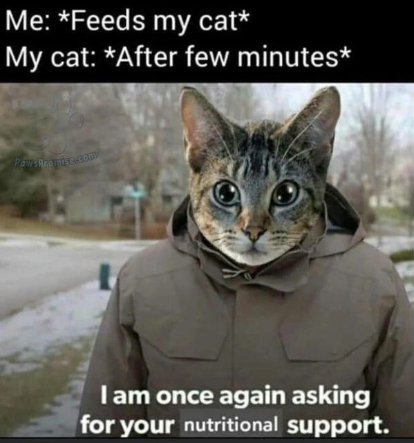 45 Hissterically Funny Cat Memes That’ll Leave You Feline Fine (March ...