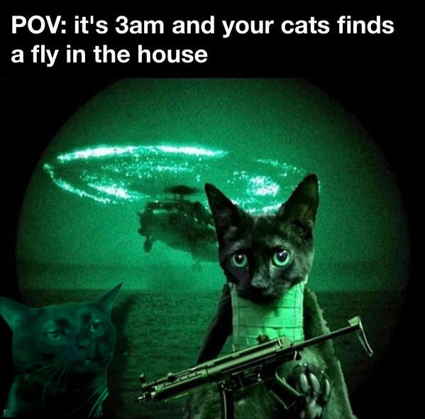 45 Hissterically Funny Cat Memes That’ll Leave You Feline Fine (March ...