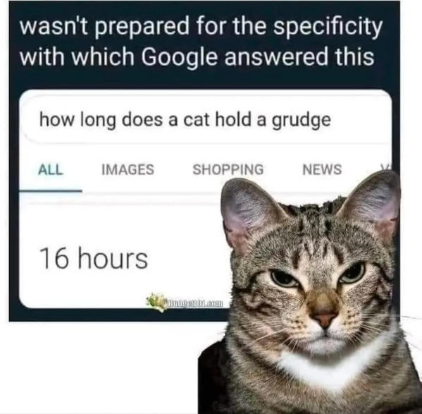 45 Hissterically Funny Cat Memes That’ll Leave You Feline Fine (March ...