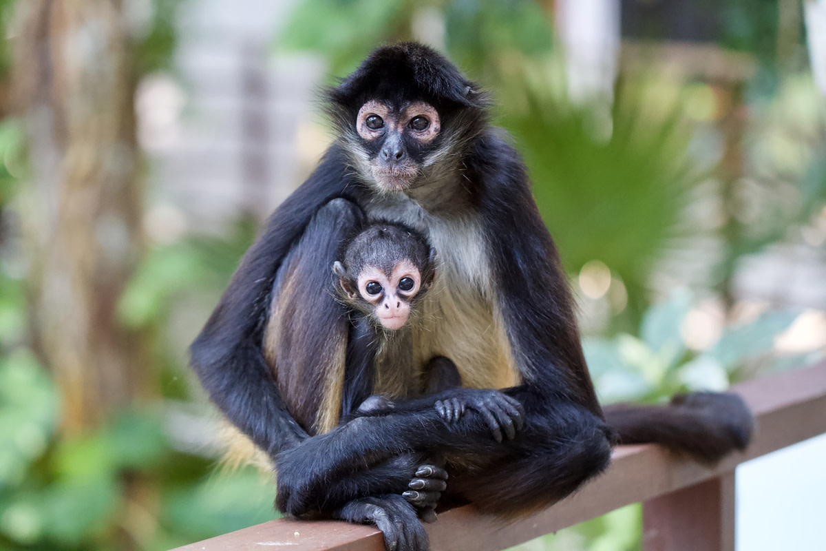 Baby Spider Monkey Sadly Loses Arm After 'Chance Accident' at Florida Zoo