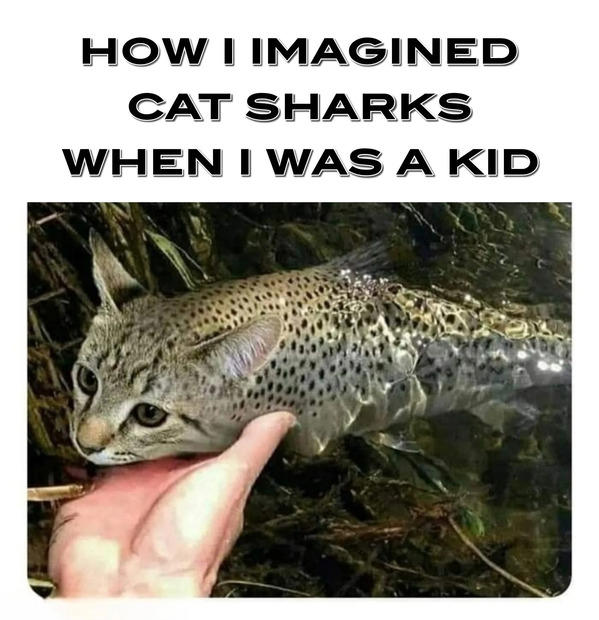 45 Hissterically Funny Cat Memes That’ll Leave You Feline Fine (March ...