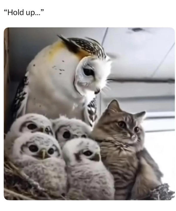 45 Hissterically Funny Cat Memes That’ll Leave You Feline Fine (March ...