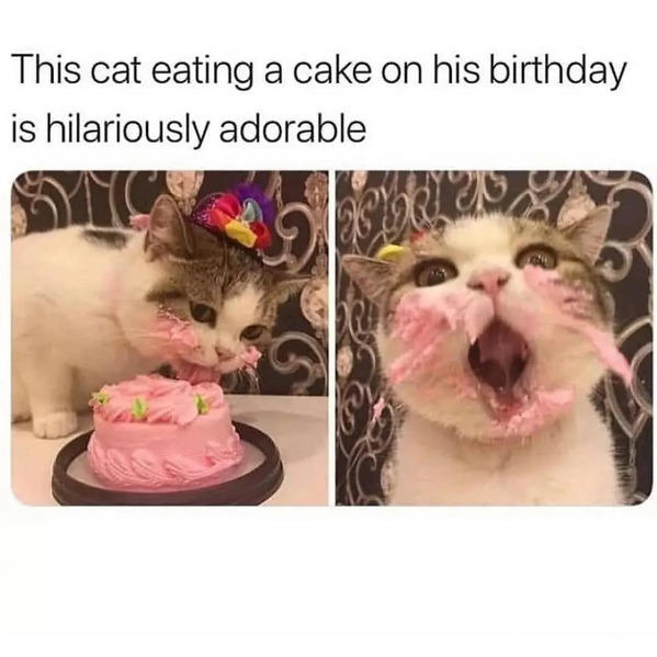 45 Hissterically Funny Cat Memes That’ll Leave You Feline Fine (March ...