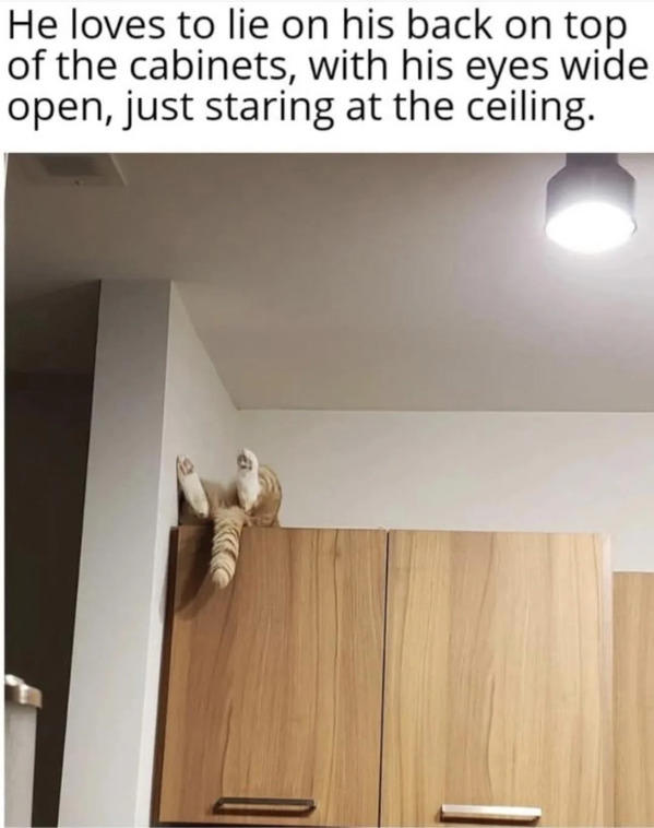 45 Hissterically Funny Cat Memes That’ll Leave You Feline Fine (March ...