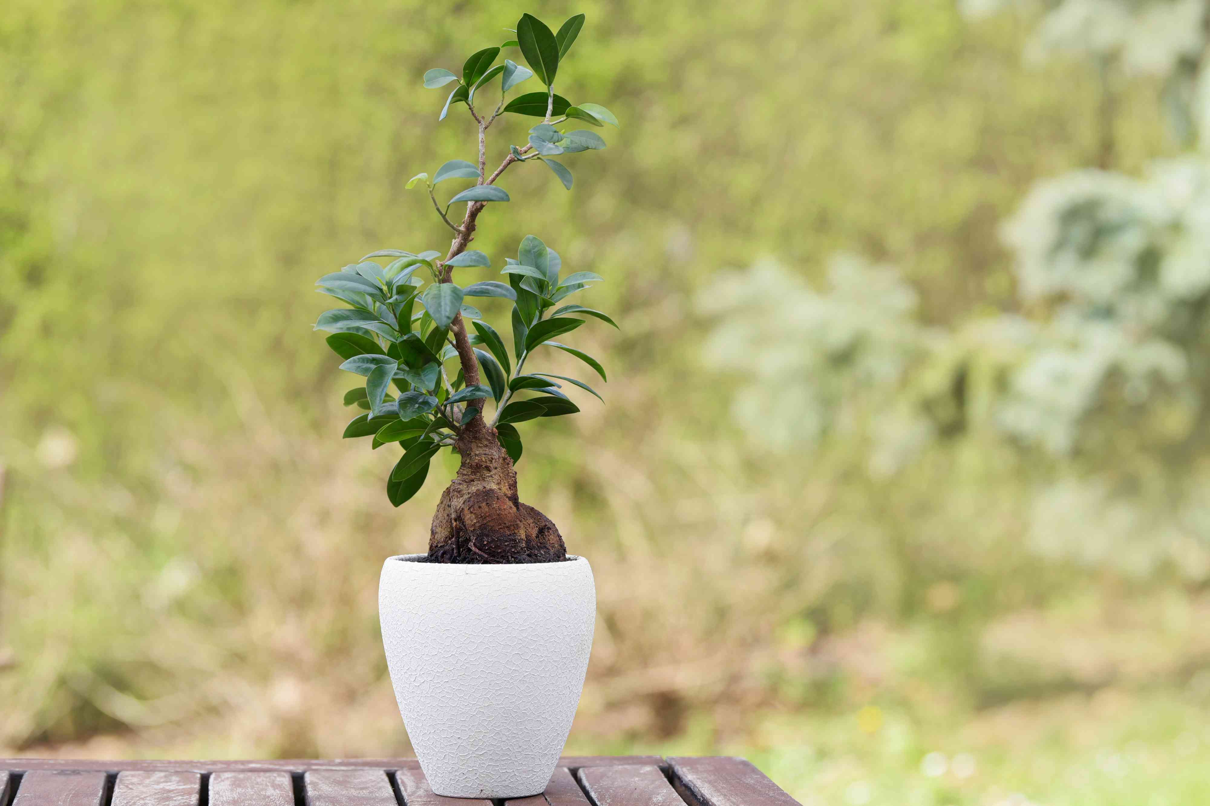 How to Grow and Care for Ginseng Ficus Bonsai