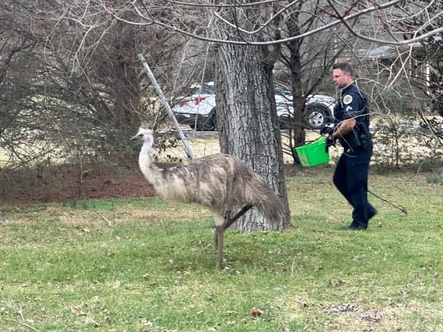 Police officer catch emu on the run in Nashville
