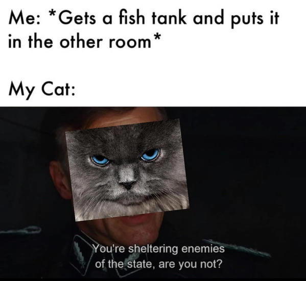 45 Hissterically Funny Cat Memes That’ll Leave You Feline Fine (March ...