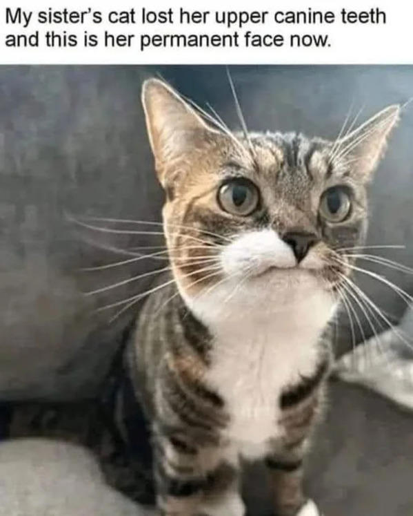 45 Hissterically Funny Cat Memes That’ll Leave You Feline Fine (March ...