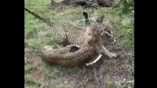 Male leopard steps in like a referee, breaks up fight between two ...