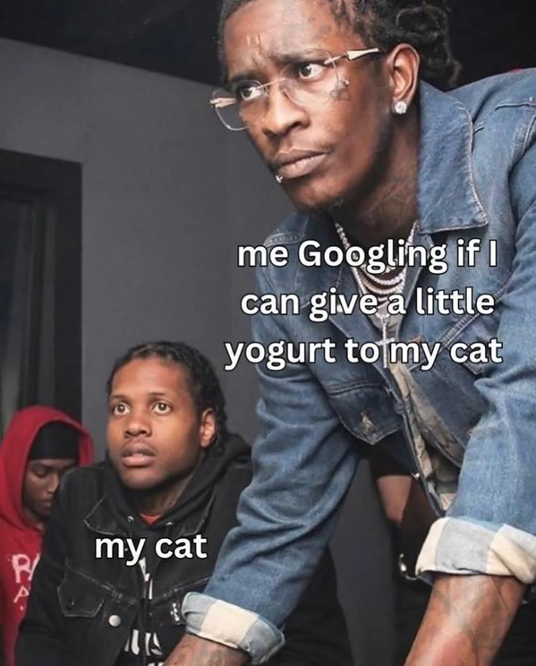 45 Hissterically Funny Cat Memes That’ll Leave You Feline Fine (March ...