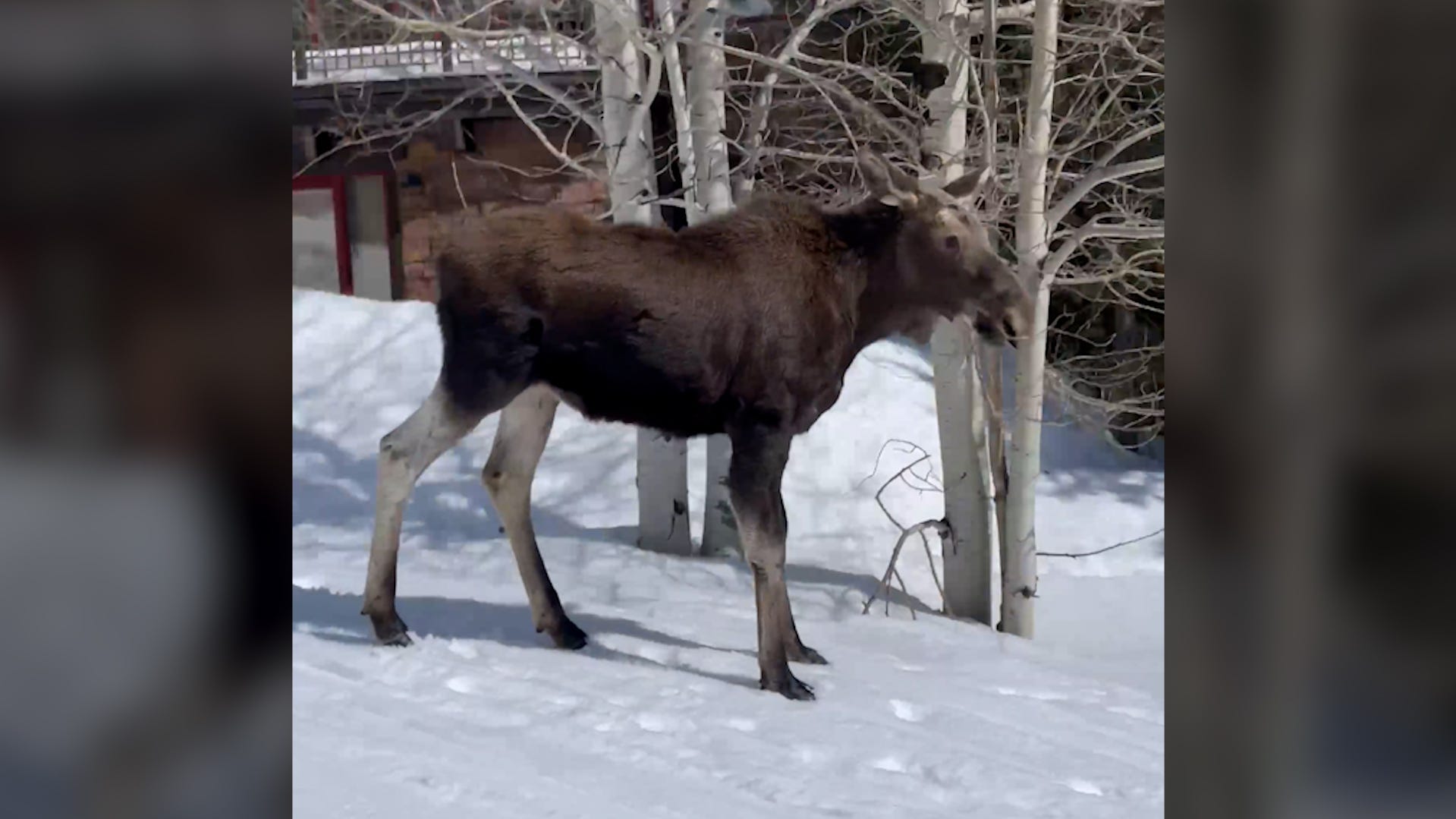 Massive moose stops munching to chase a skier on slopes