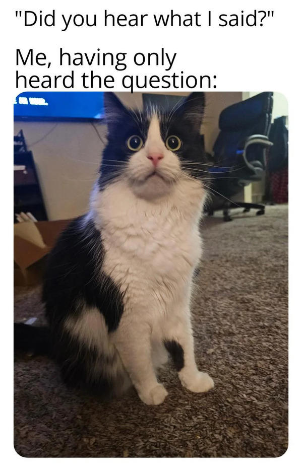 45 Hissterically Funny Cat Memes That’ll Leave You Feline Fine (March ...