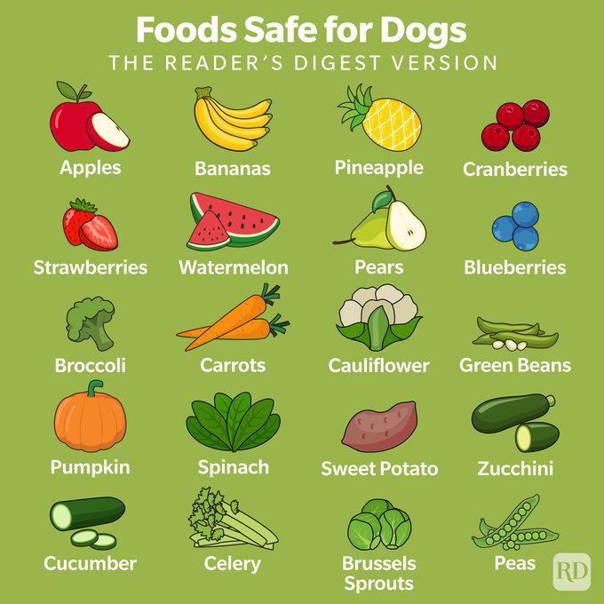 35 Best Human Foods Good for Dogs, According to Pet Experts