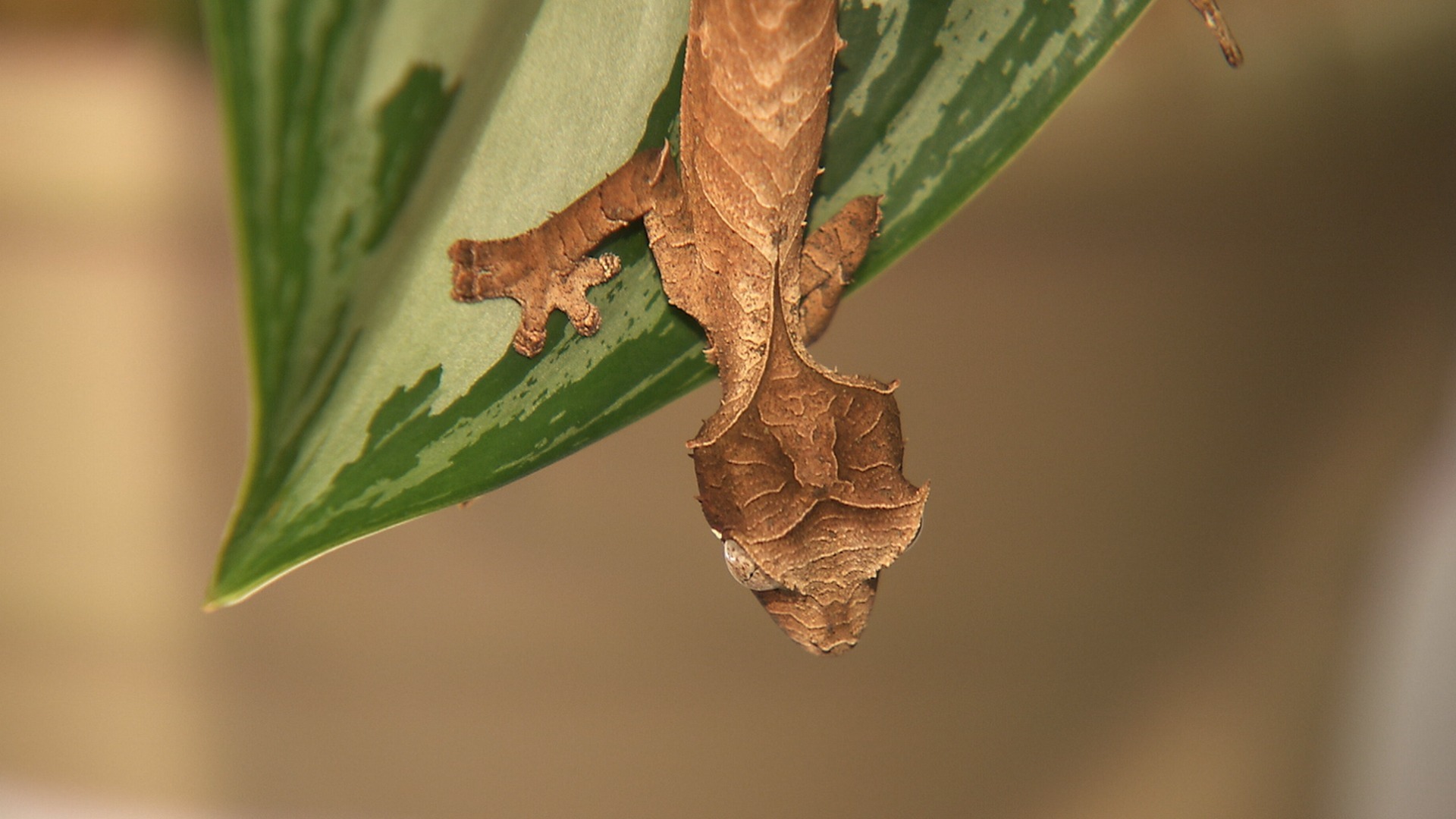 There Are So Many Species of Gecko You’ve Never Heard Of!
