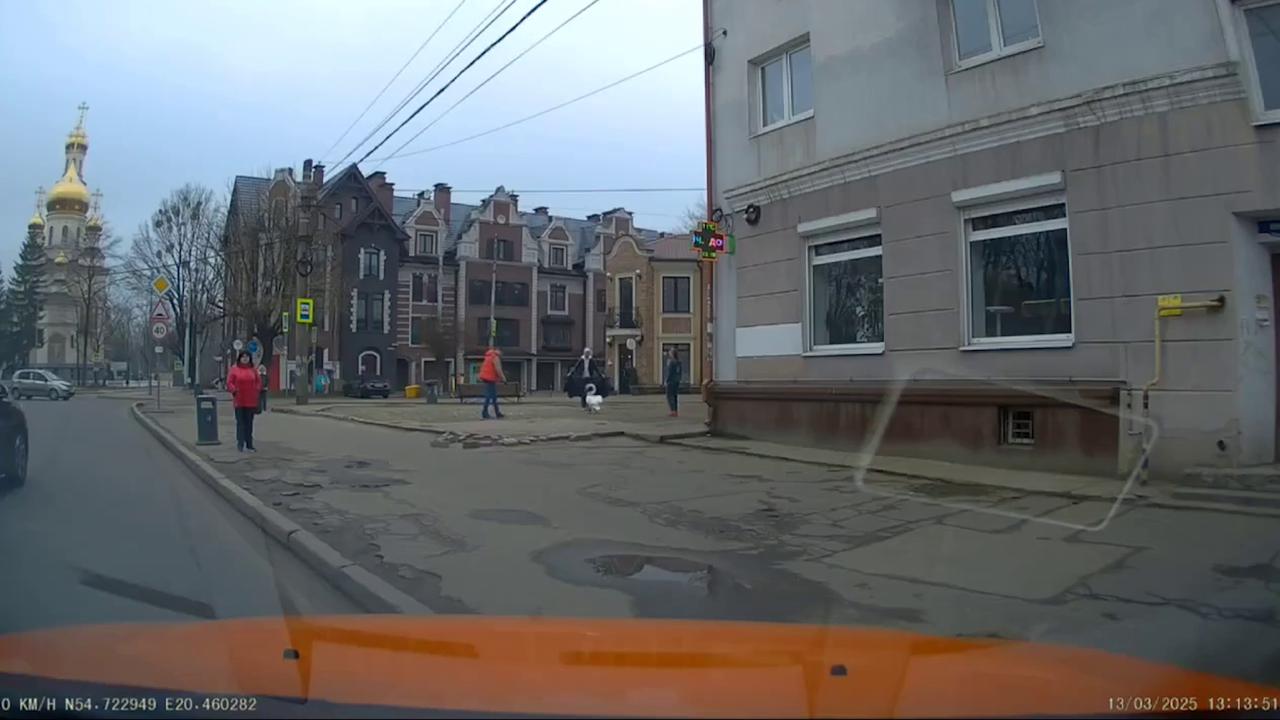 Swan crash-lands on road in front of oncoming cars before being rescued