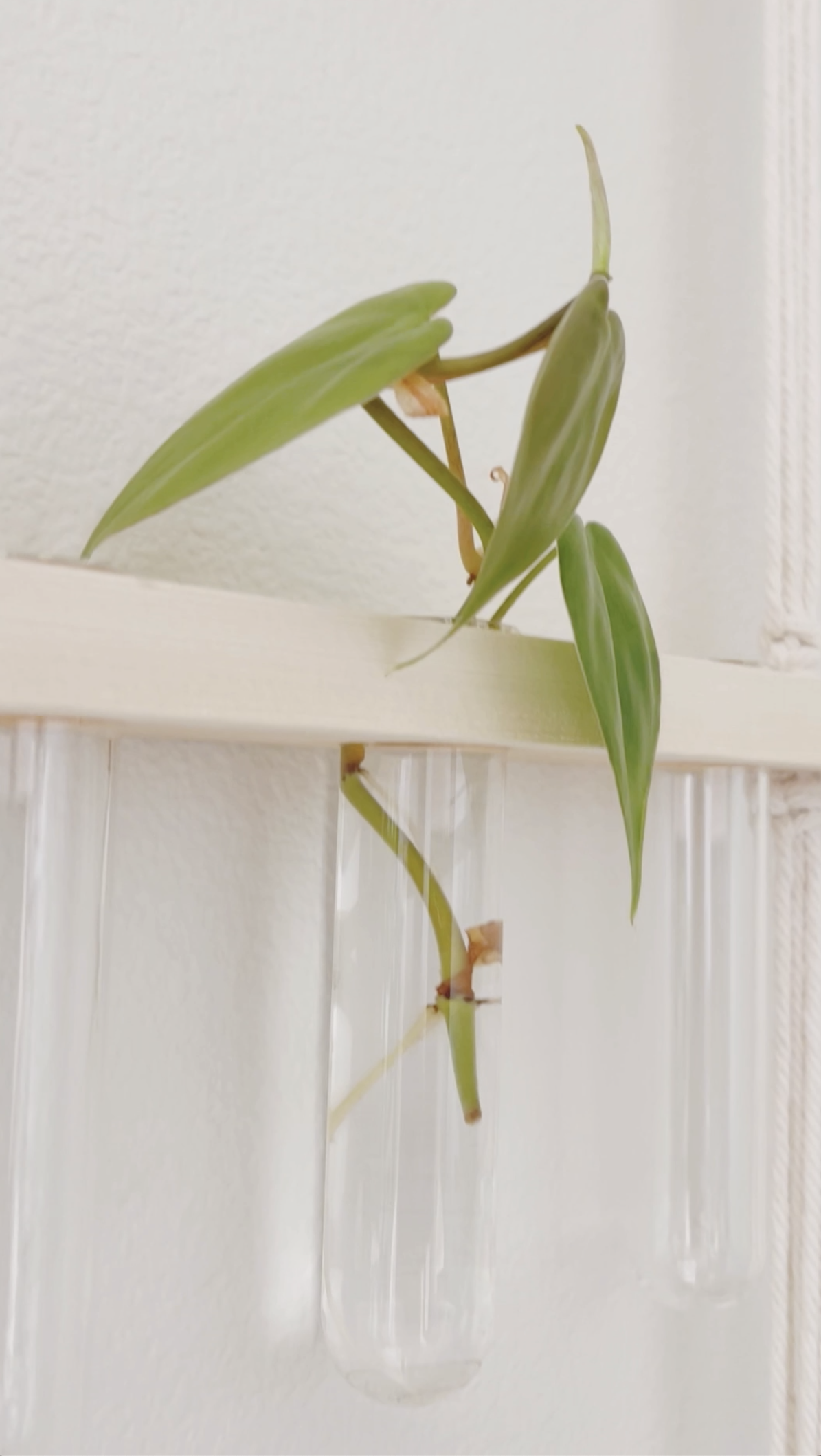 A Macrame Propagation Hanger That Doubles As Art