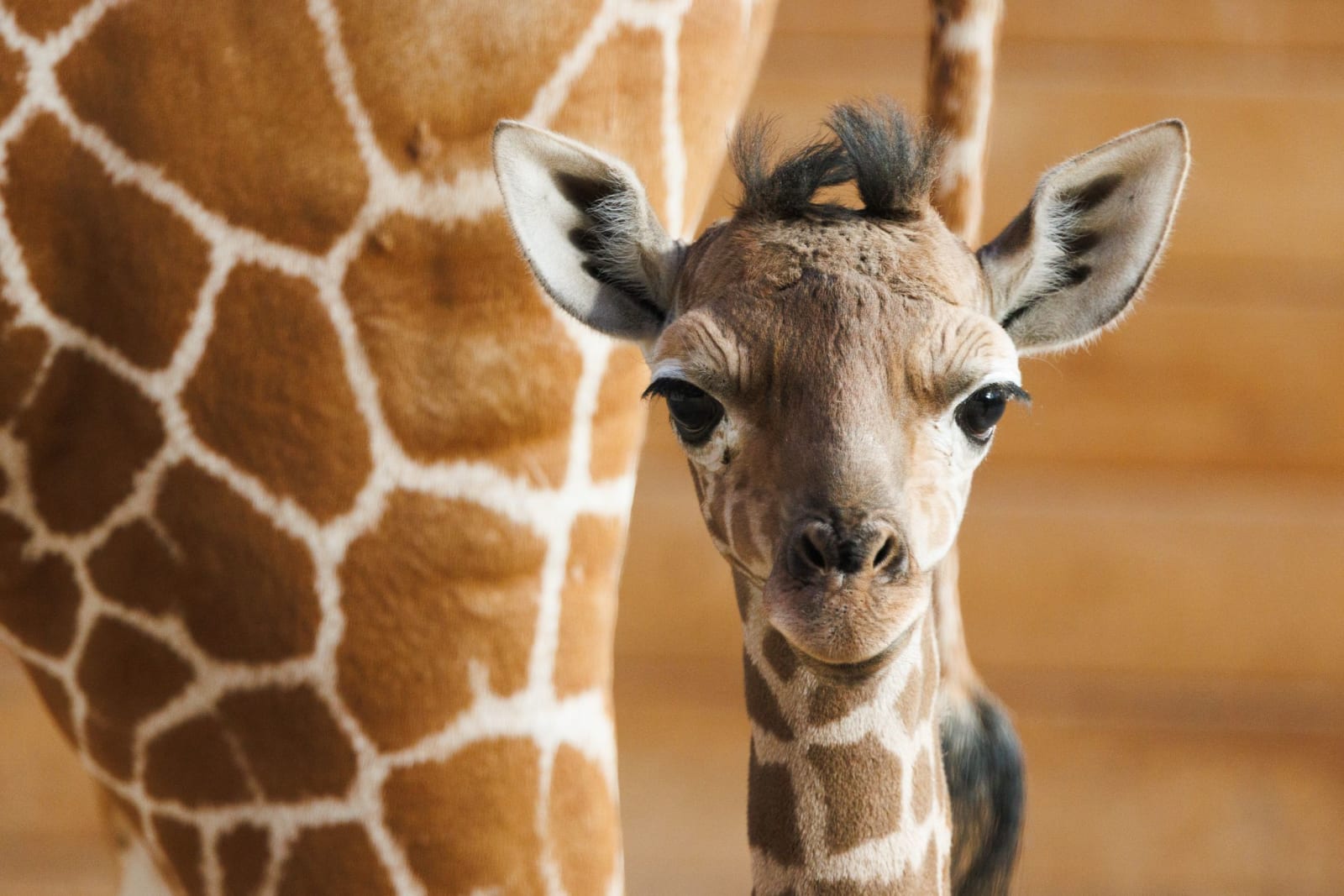 German zoo introduces newborn giraffe named Kianga