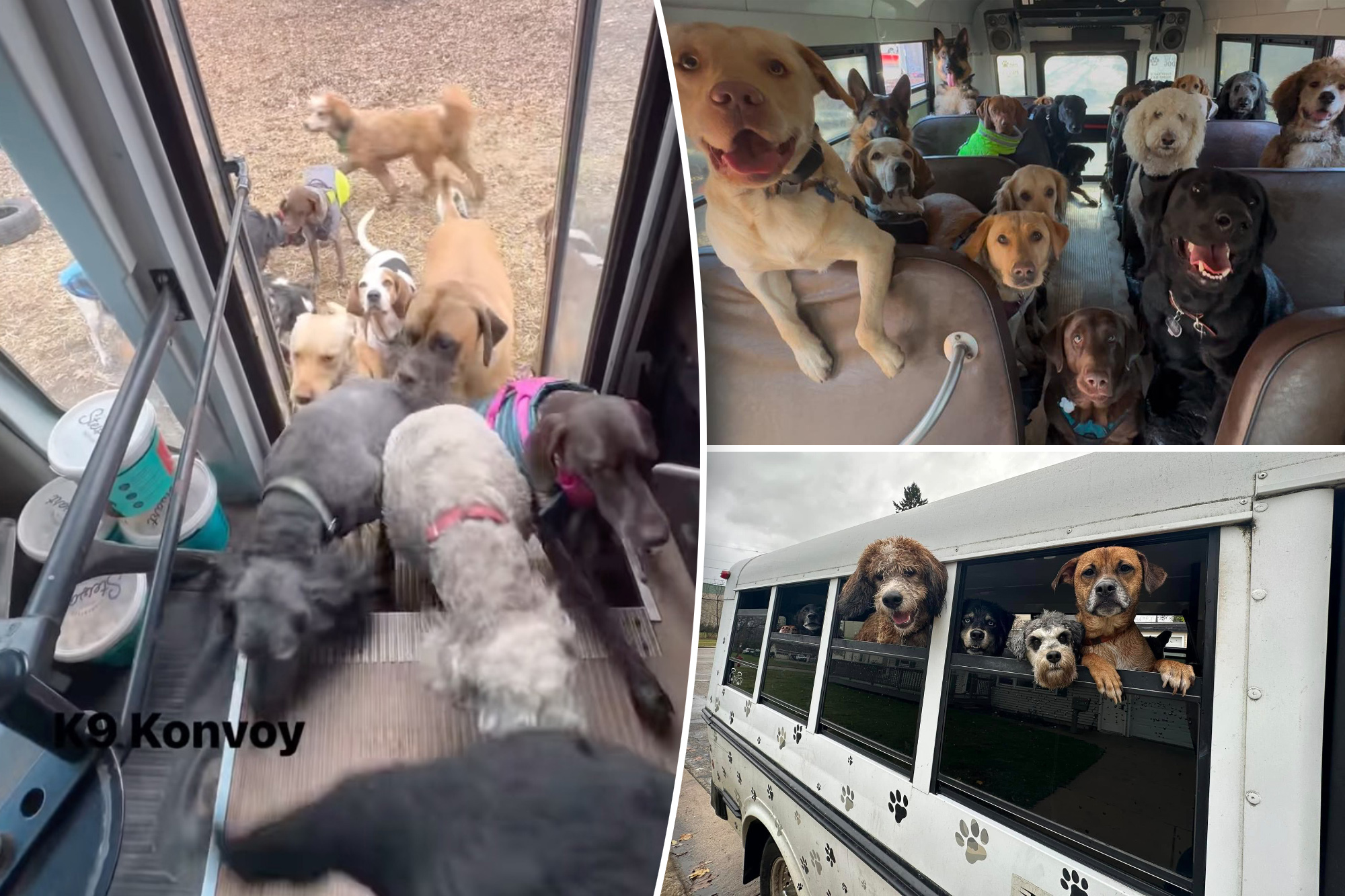 Doggy day care bus transports two dozen pups to the park: ‘Best job I ...